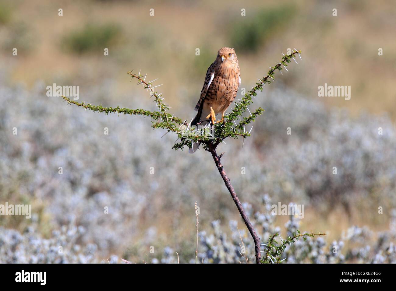 Pallid falcon hi-res stock photography and images - Alamy