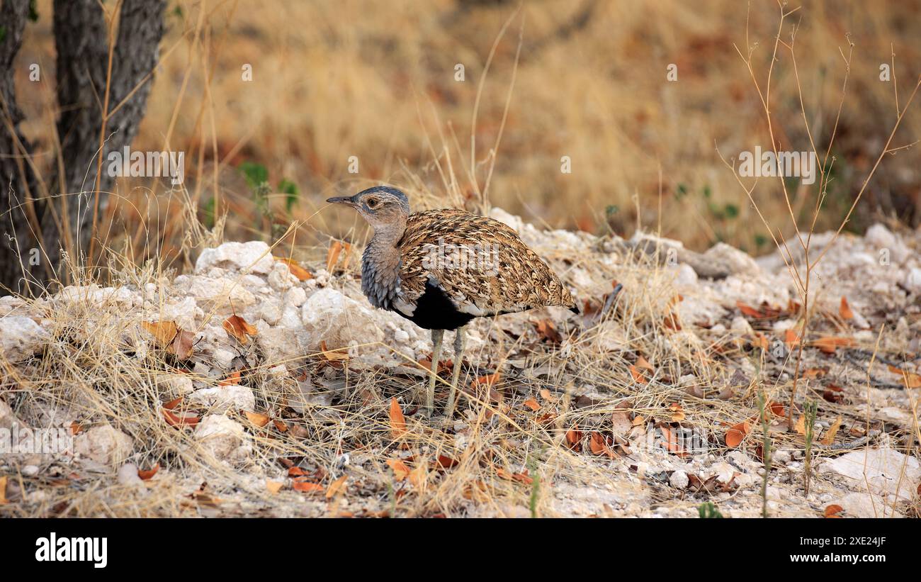 Red crested bustard hi-res stock photography and images - Alamy