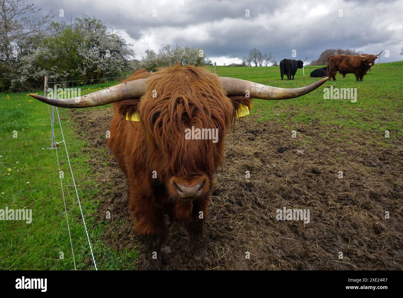 Kyloe cattle hi-res stock photography and images - Alamy