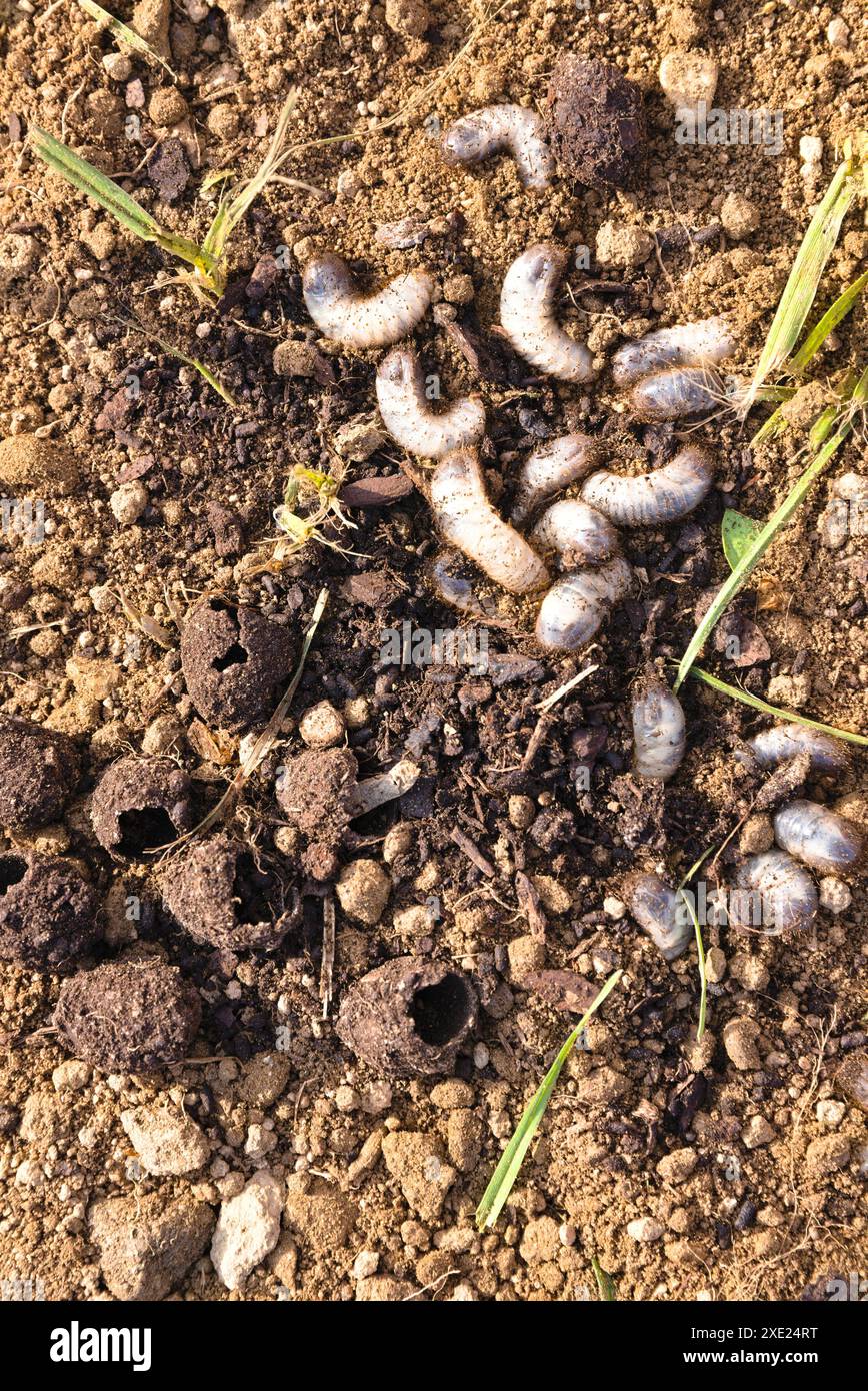 Grubs dig into the ground - pest grubs after metamorphosis Stock Photo ...