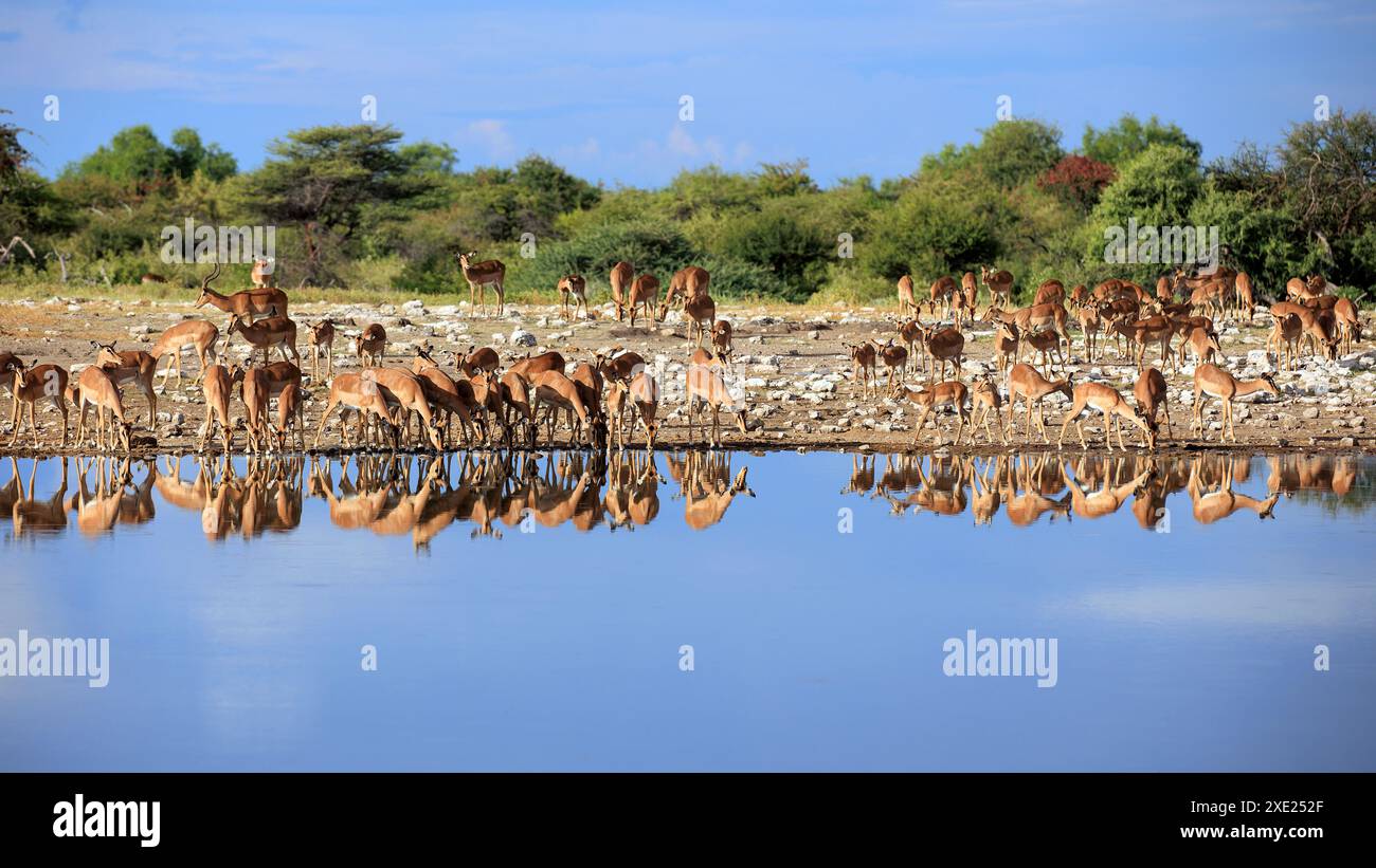 Impalas drinking at the waterhole Klein Namutoni in Etosha National Park in Namibia Stock Photo ...