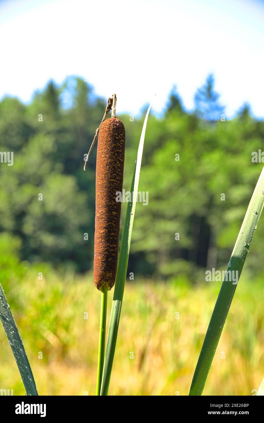 Swamp plant cattails as an ornamental plant in the body of water ...