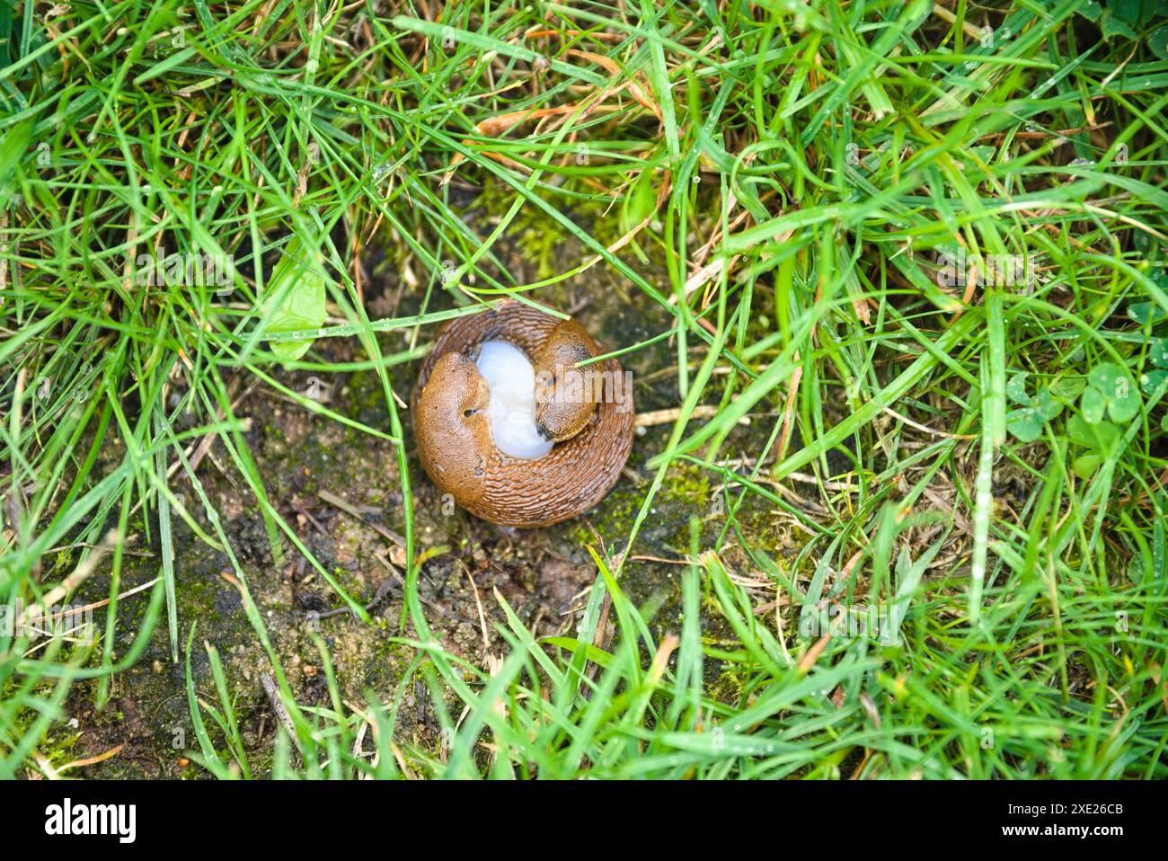 Two slugs mate with each other - reproduction of the hermaphrodite ...