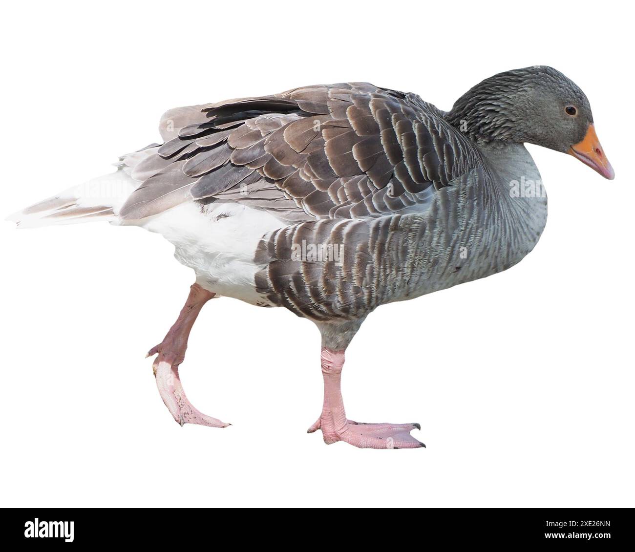 French goose cutout hi-res stock photography and images - Alamy
