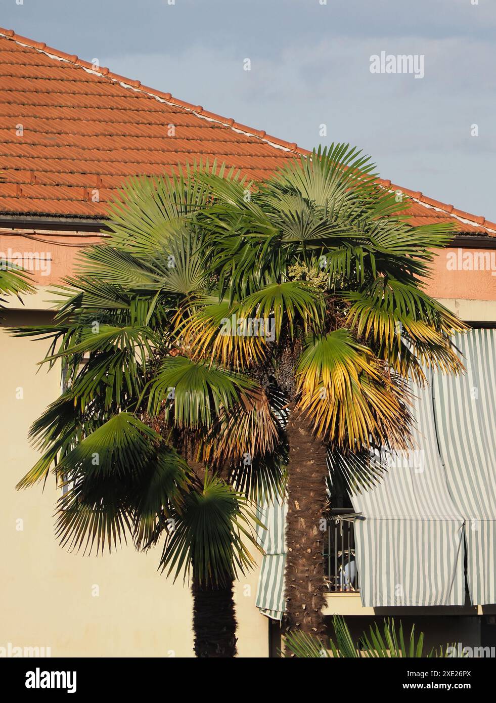 palm tree scientific classification Arecaceae Stock Photo - Alamy