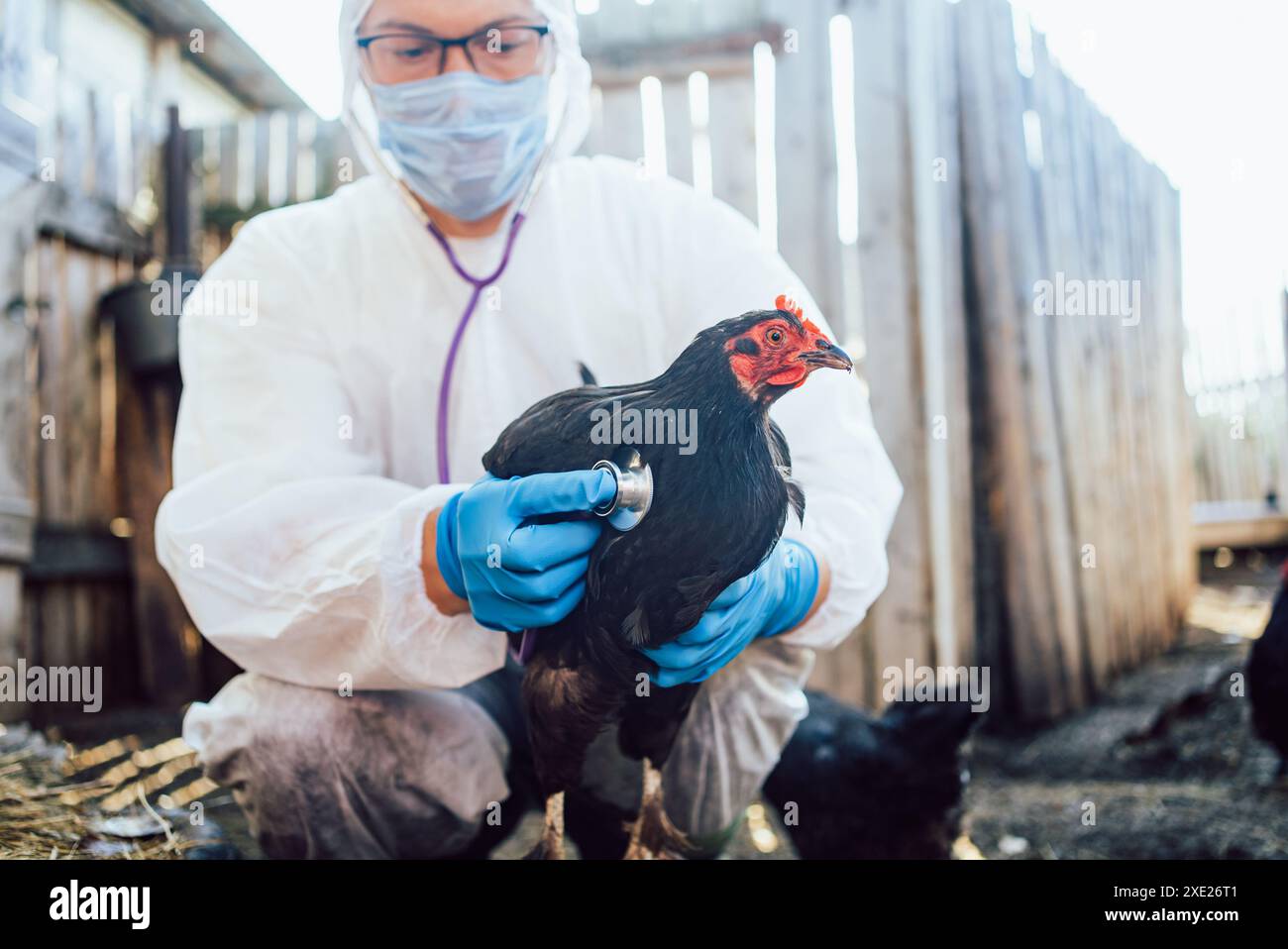 Man veterinarian wearing protective gear examines black chicken with ...
