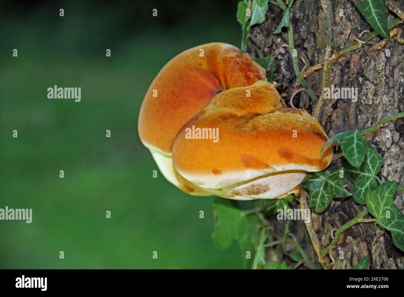Common sulfur polypore on a tree with ivy Stock Photo - Alamy