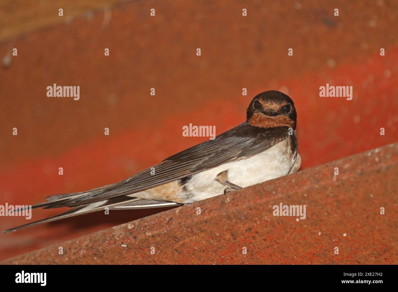 Barn swallow at its nesting site Stock Photo - Alamy