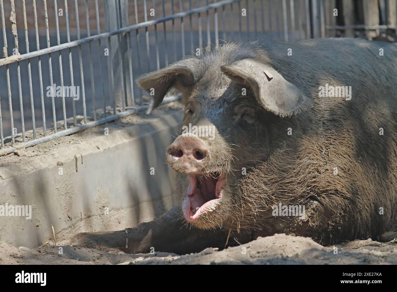 A lying german domestic pig Stock Photo - Alamy