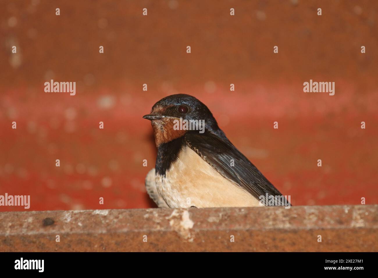Barn swallow at its nesting site Stock Photo - Alamy