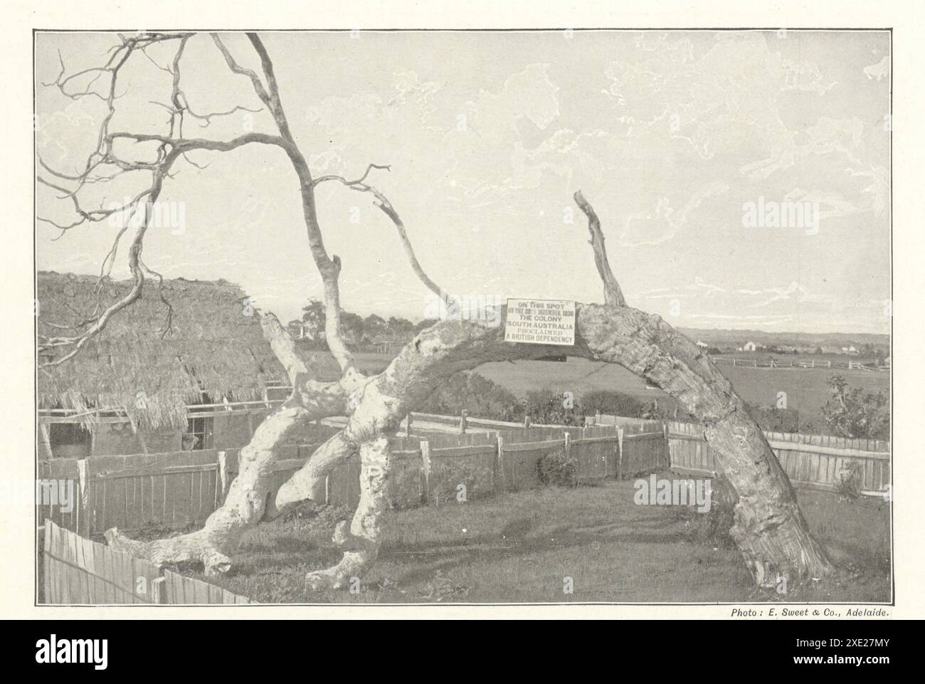 The Old Gum Tree or The Proclamation Tree, Glenelg North, South ...