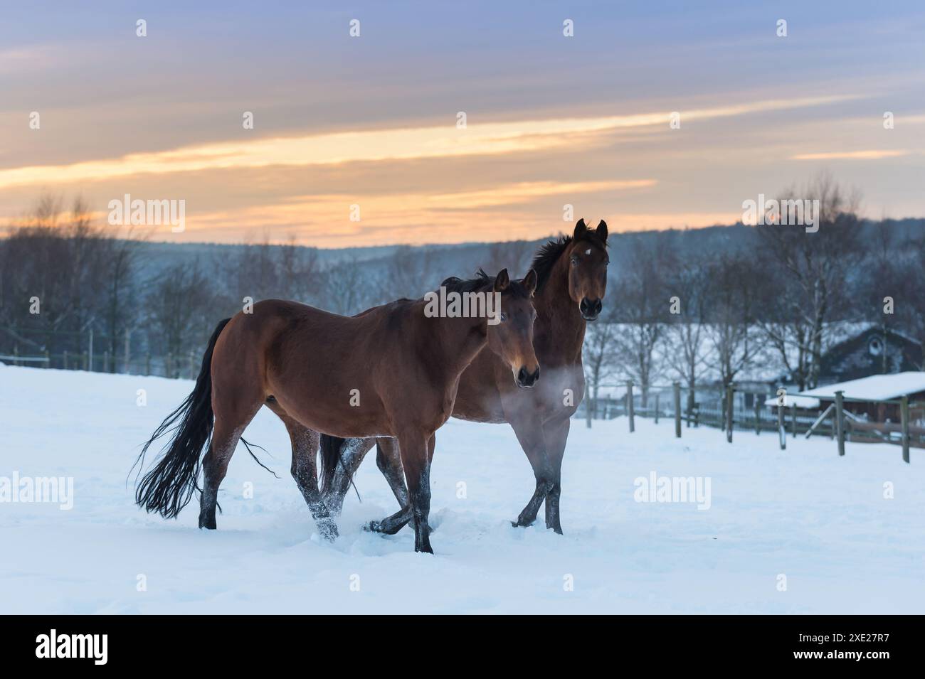 Winter snow team horses hi-res stock photography and images - Alamy