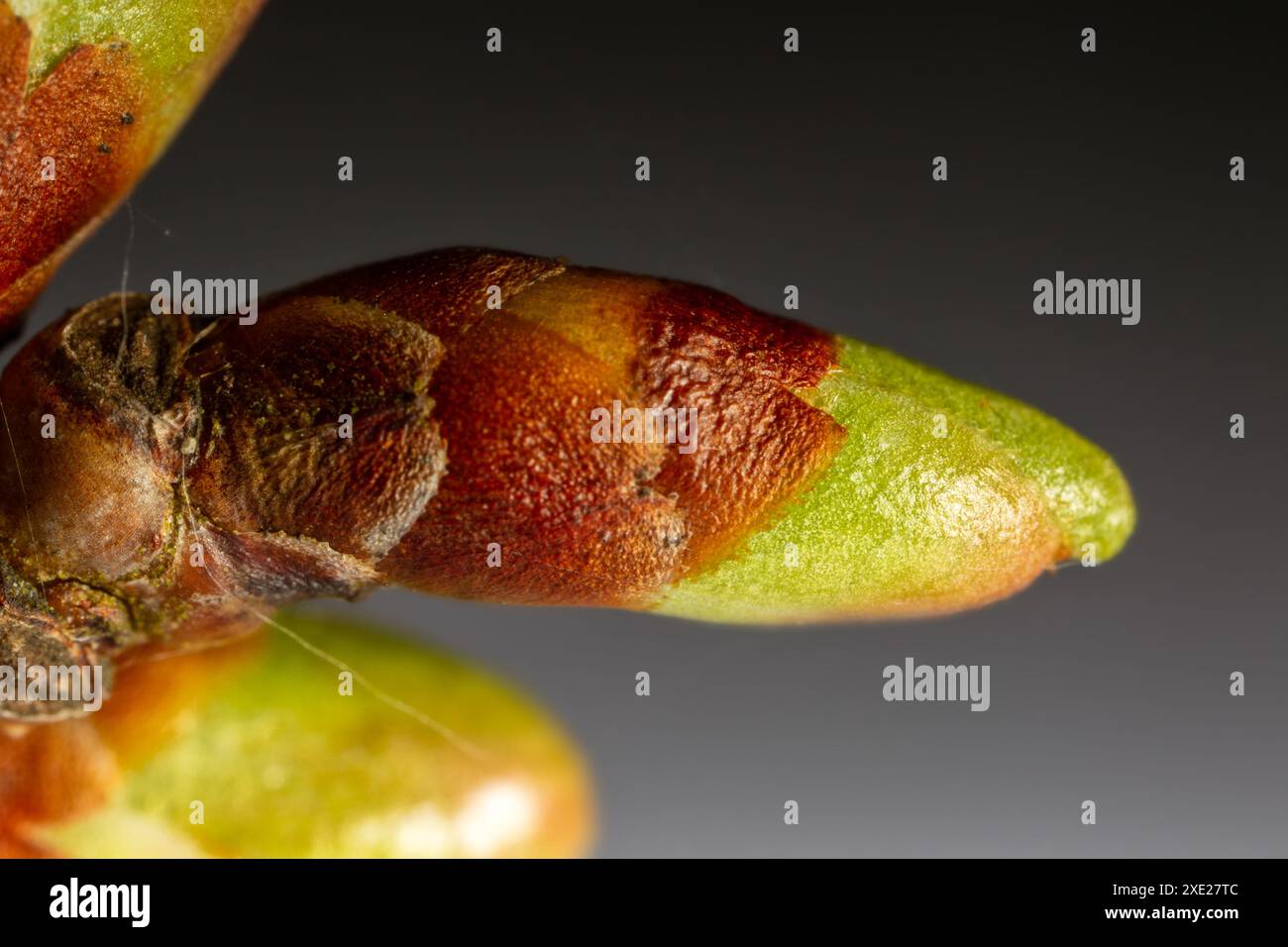 Tree vegetative bud at springtime Stock Photo - Alamy