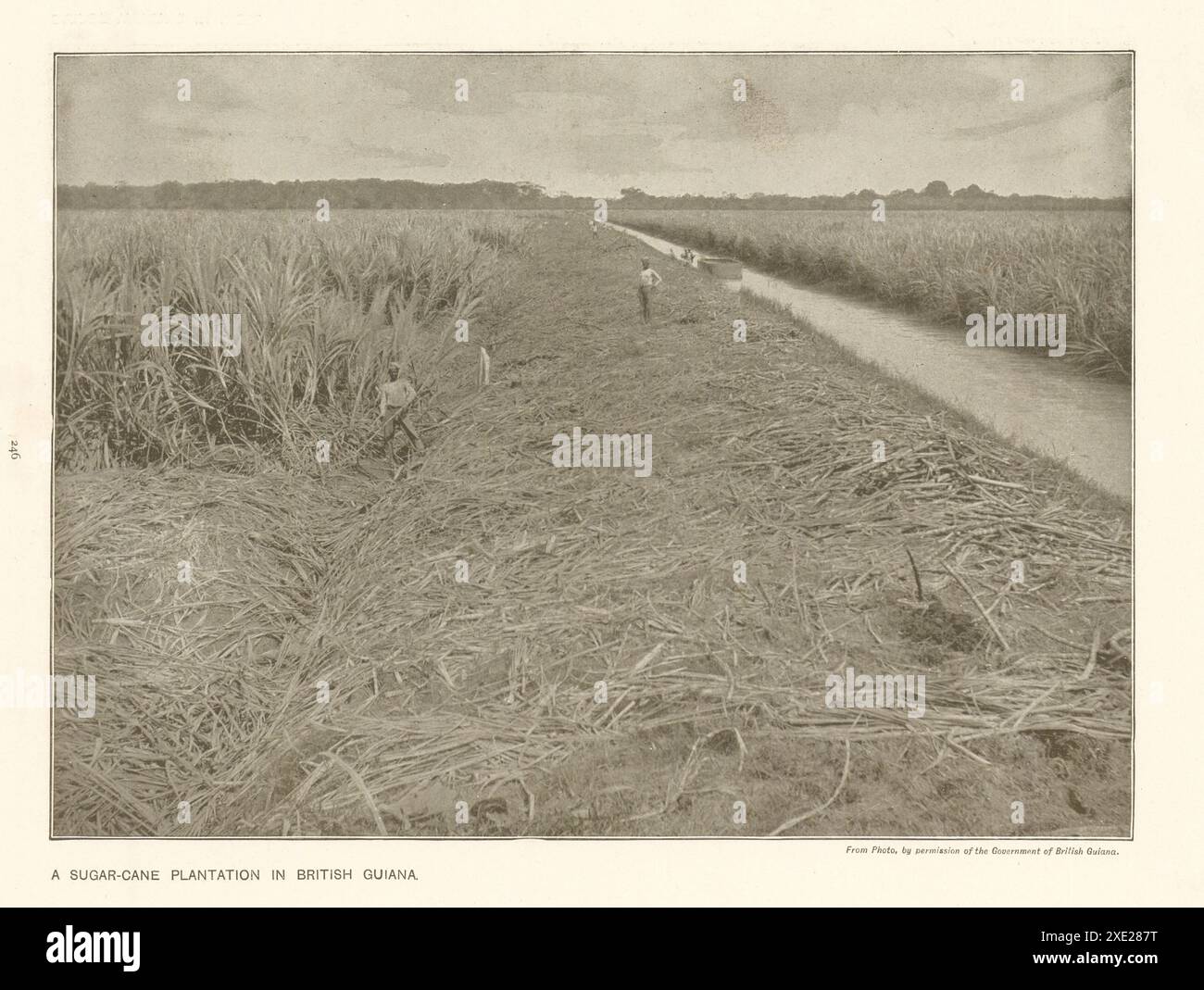 British guyana plantation hi-res stock photography and images - Alamy