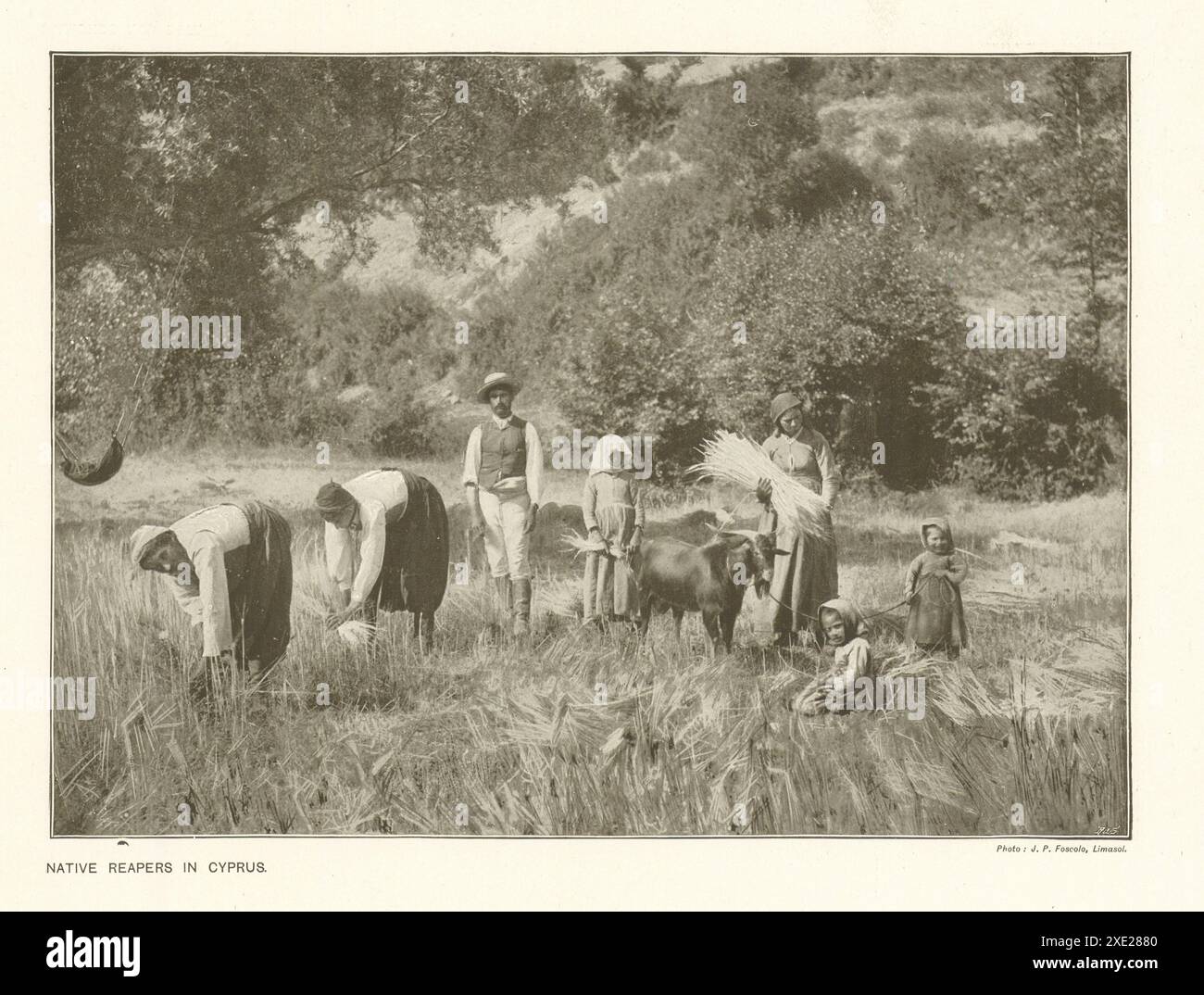 Native reapers in Cyprus. 1910 Stock Photo - Alamy