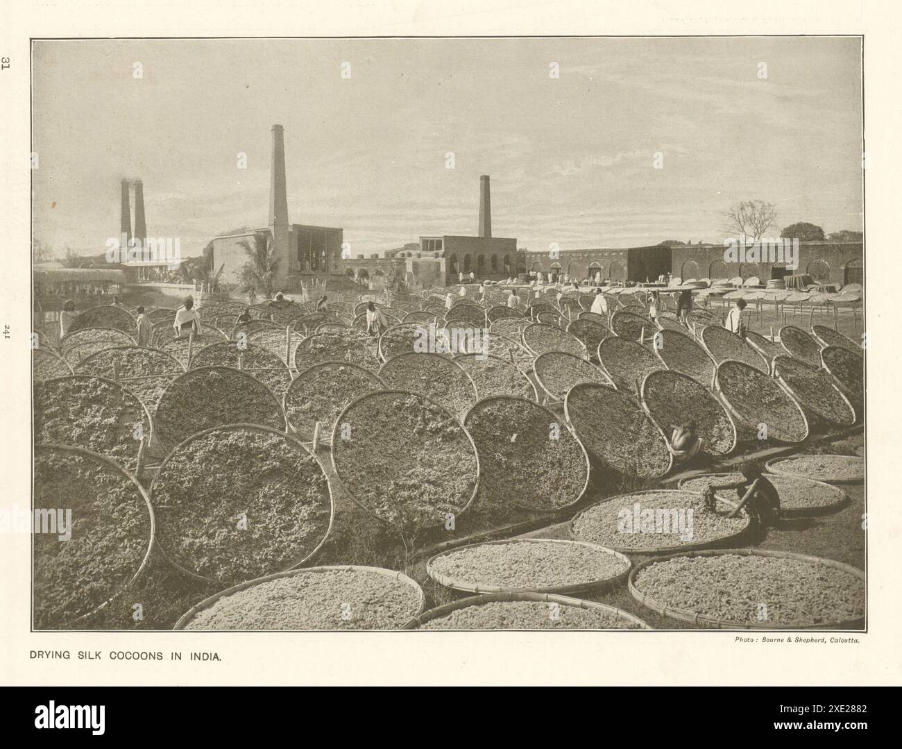 Drying silk cocoons in India. 1910 Stock Photo - Alamy