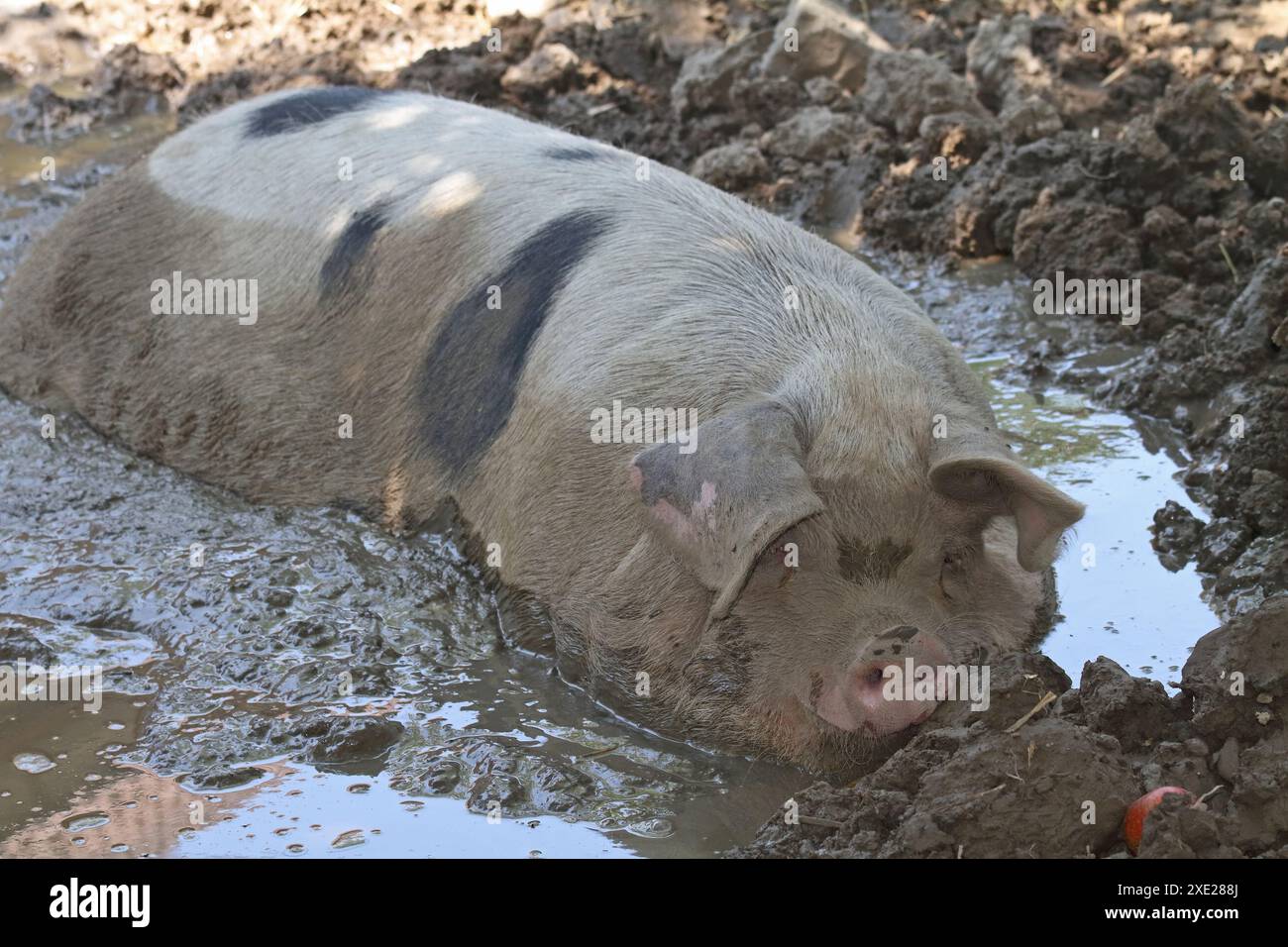 German pig hi-res stock photography and images - Alamy