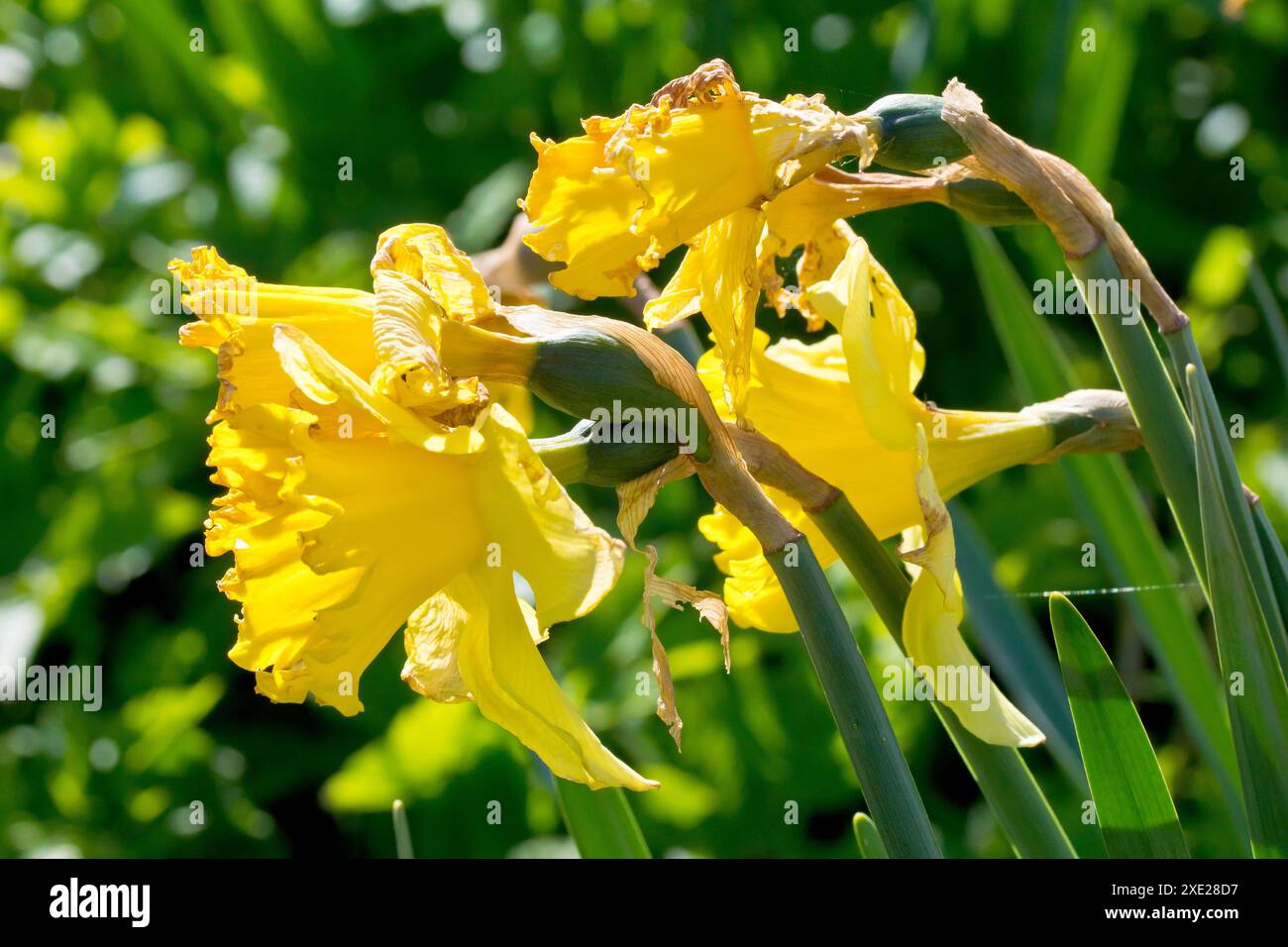 Daffodil or Daffodils (narcissus), close up of a group of dying ...