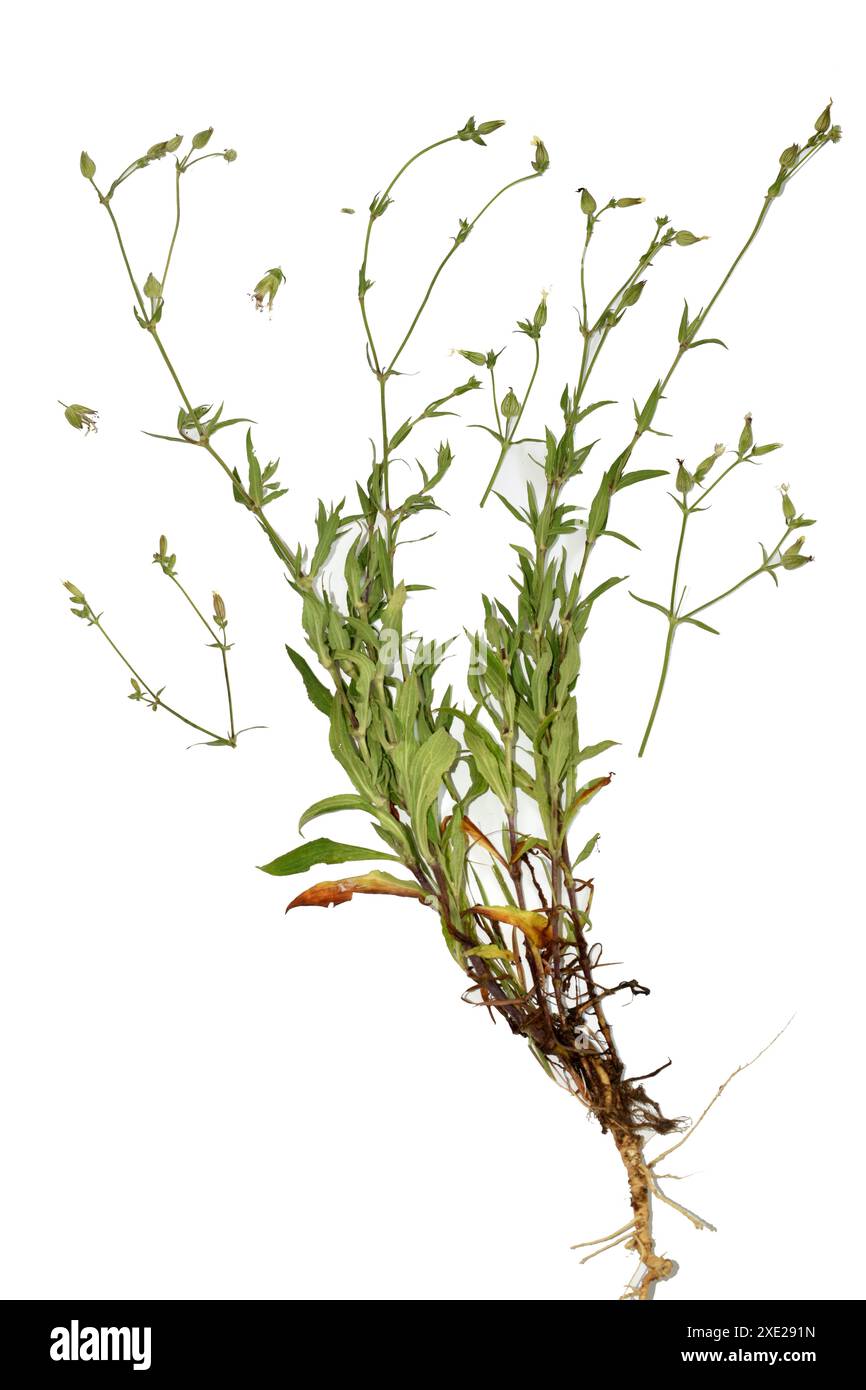 Blurred pink green floral Cut Out Stock Images & Pictures - Alamy