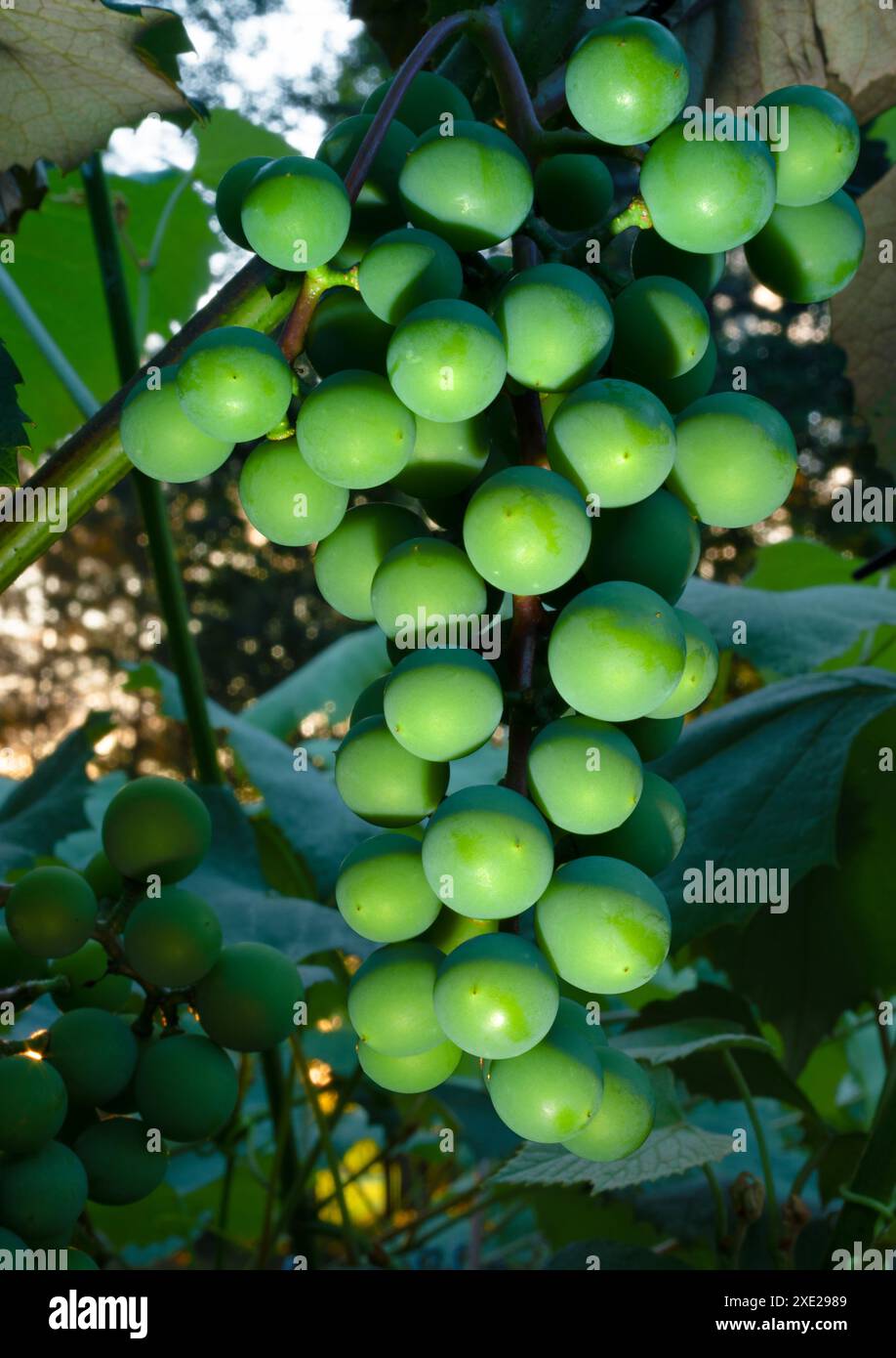 Thick bunch of green grapes growing on the vine with a sun low on the horizong glowing orange ...