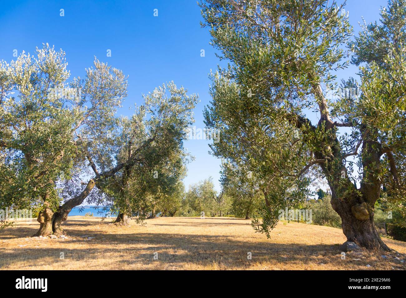 Olive tree cultivation in Italy. Organic outdoor plantation in rural ...