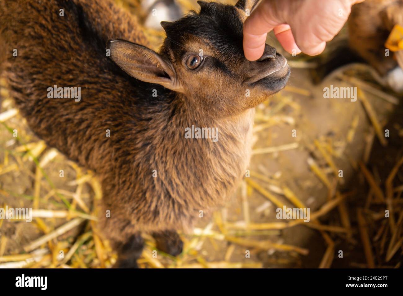 Animals goats eating in the farm. Domestic farm chews. Agriculture and ...