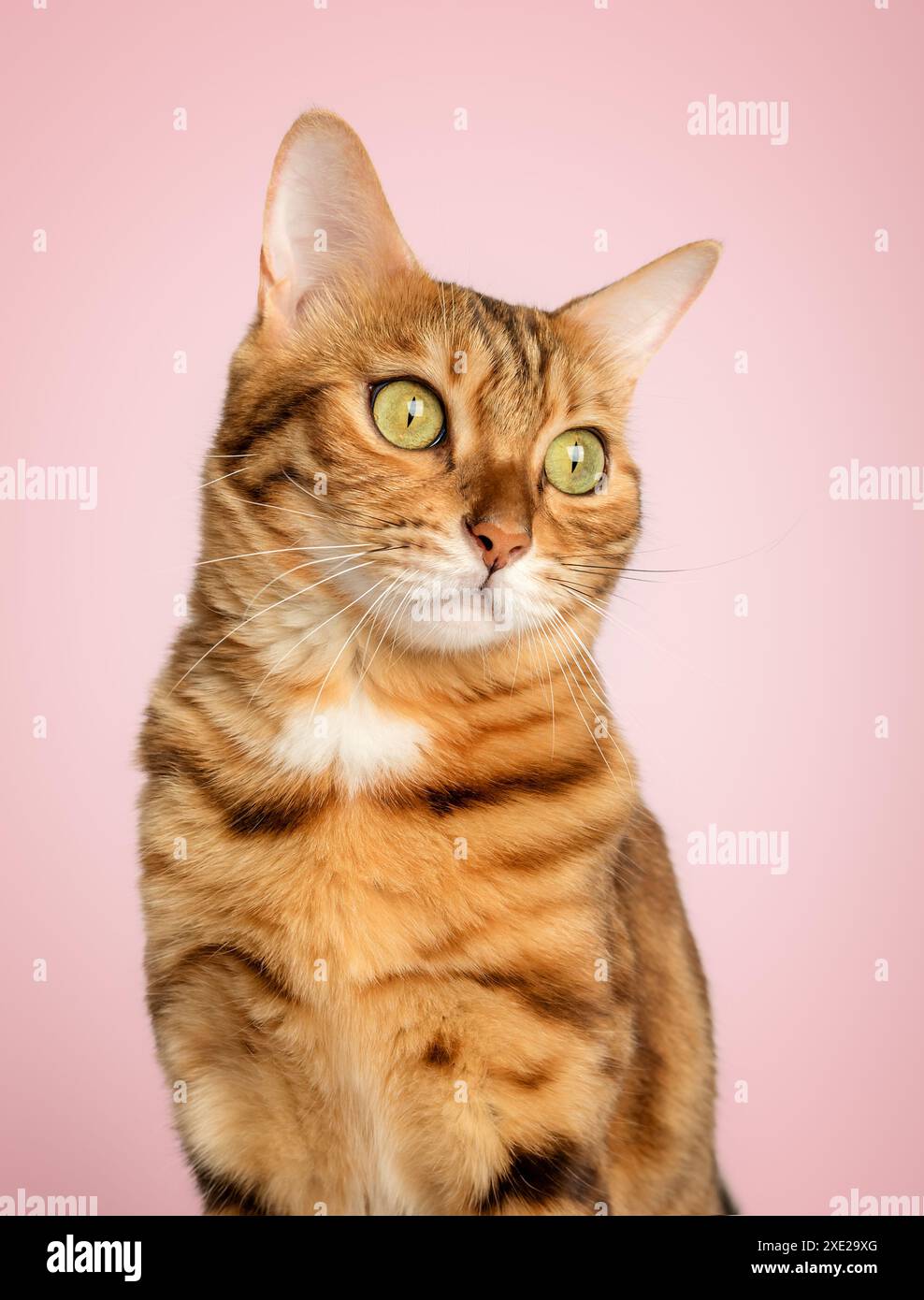 Portrait of a beautiful bengal cat color rosette on gold on a pink ...