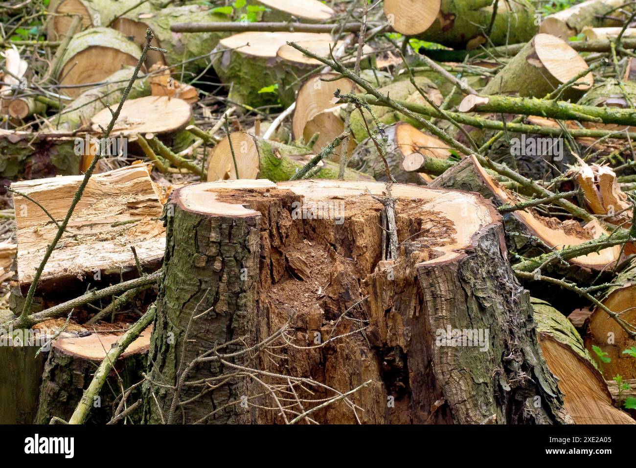 Close up of the aftermath of felling a rotten pine tree in a public ...