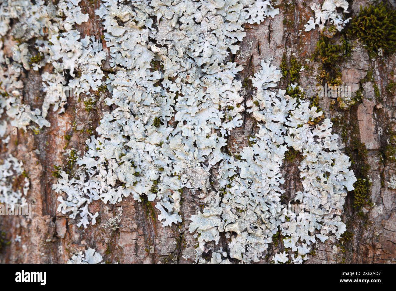 Lichen on a tree bark - harmless symbiotic community Stock Photo - Alamy