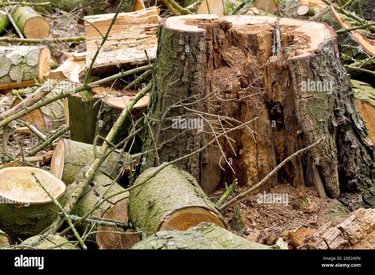 Close up of the aftermath of felling a rotten pine tree in a public ...