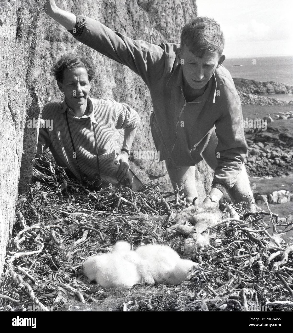 1950s, historical, two male walkers looking at two golden eagle chicks ...
