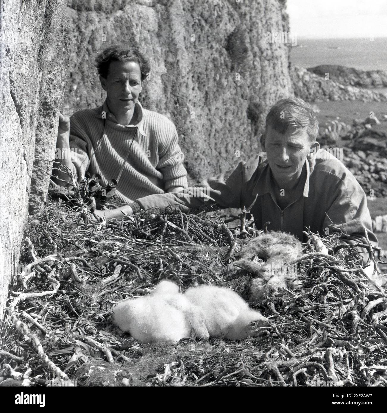 1950s, historical, two male walkers looking at two golden eagle chicks ...
