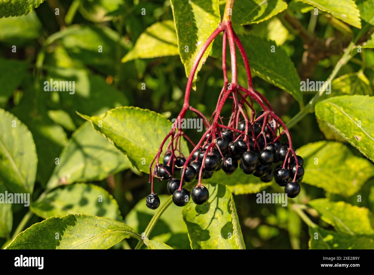Elderberries in closeup hi-res stock photography and images - Alamy