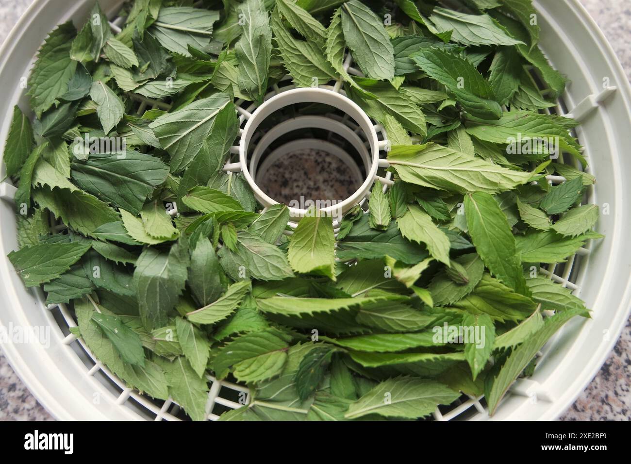 Fresh mint leaves ready to dry Stock Photo - Alamy