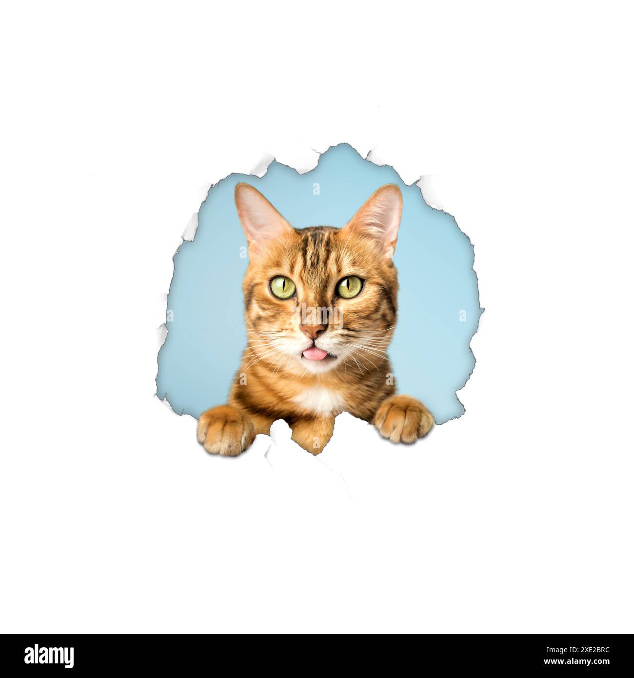 Funny domestic cat looks Cut Out Stock Images & Pictures - Alamy