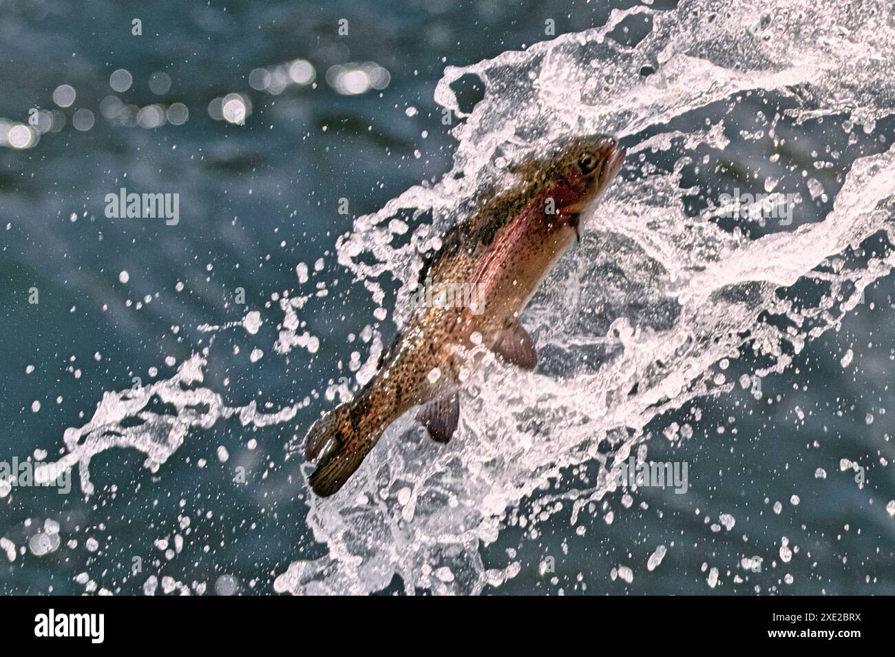 These rainbow trout make interesting movements and formations as they ...