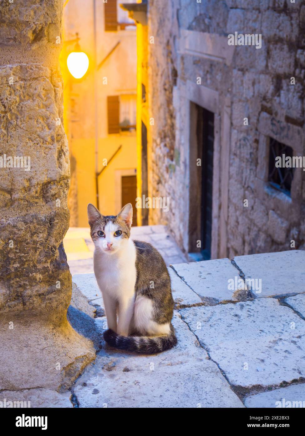 Street cat in front hi-res stock photography and images - Alamy