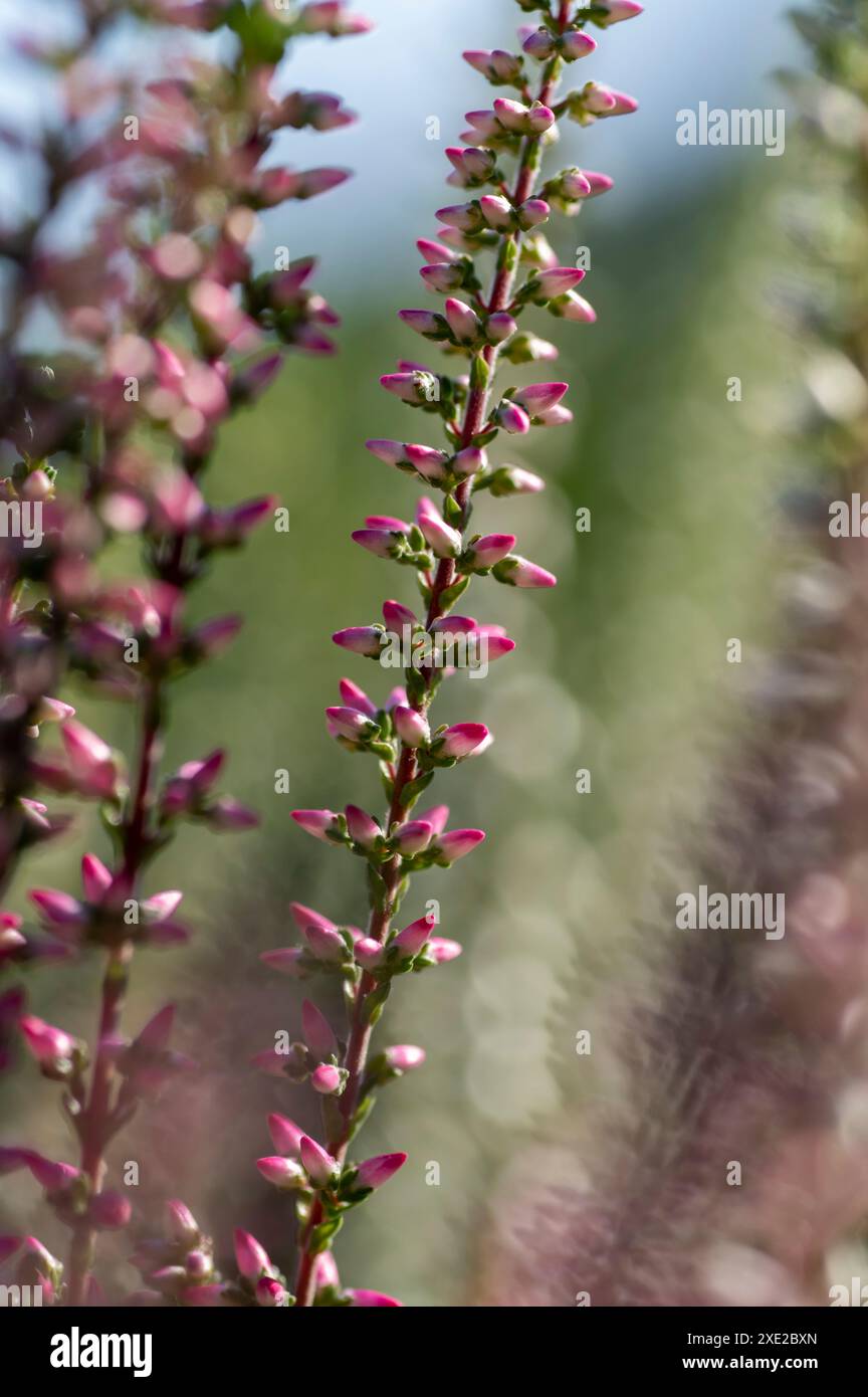 Calluna vulgaris, common heather, ling, heather flowering in the summer ...