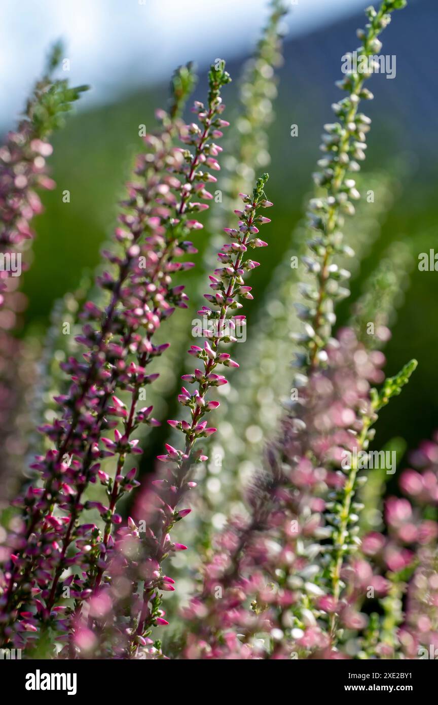 Calluna vulgaris, common heather, ling, heather flowering in the summer ...