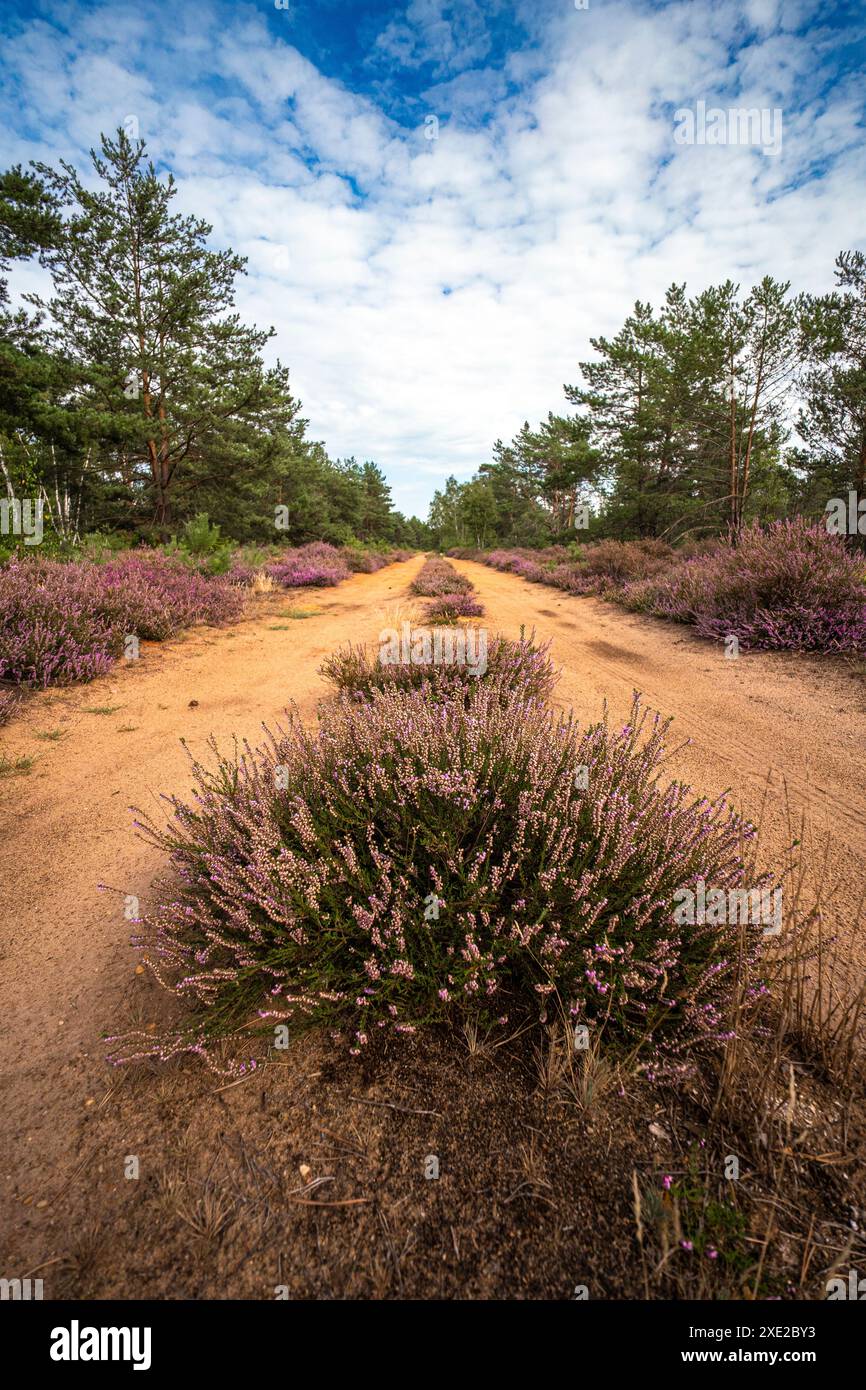 Heide oberlausitz hi-res stock photography and images - Alamy