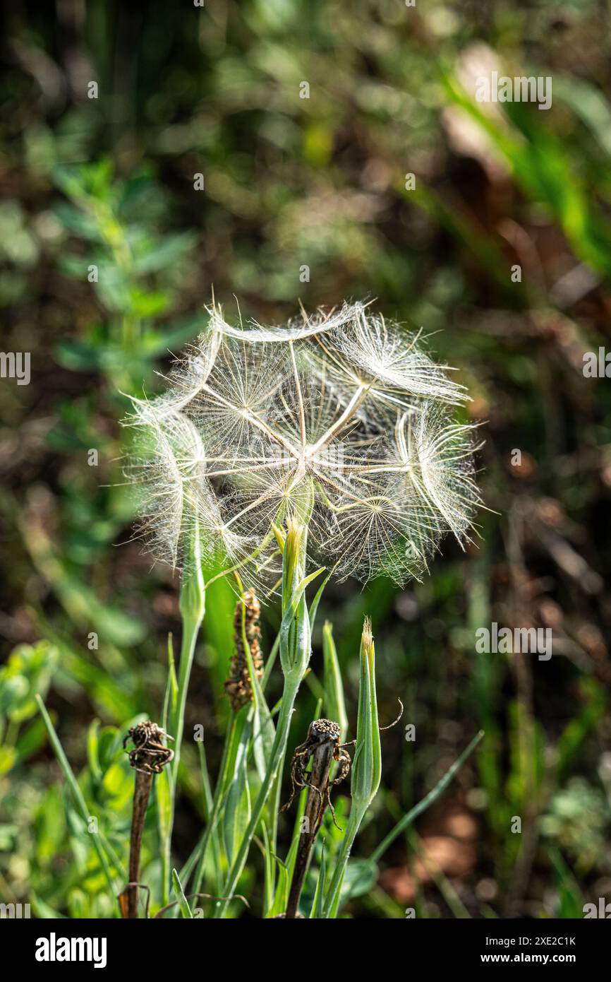 Big goat beard Stock Photo - Alamy