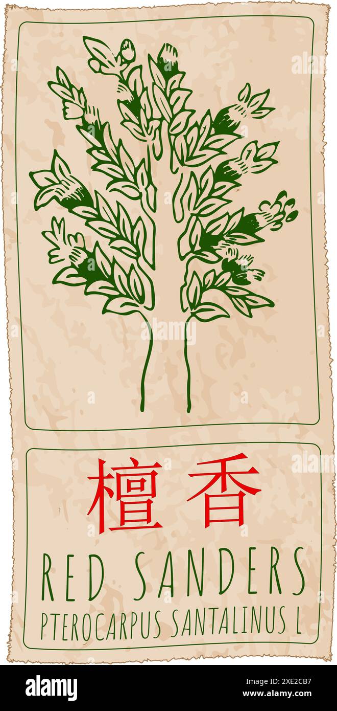 Vector drawing RED SANDERS in Chinese. Hand drawn illustration. The ...