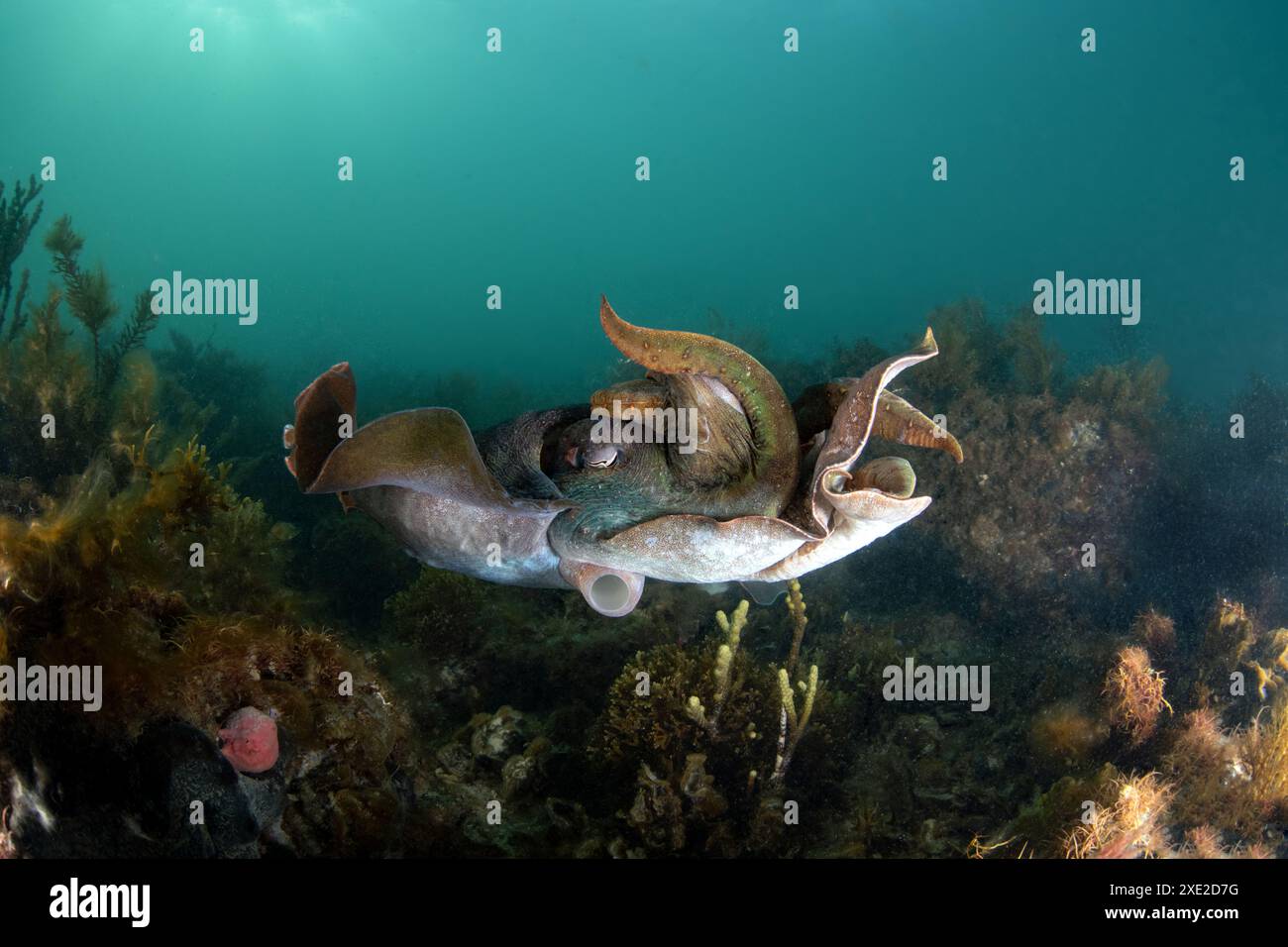Australian Giant Cuttlefish Stock Photo - Alamy