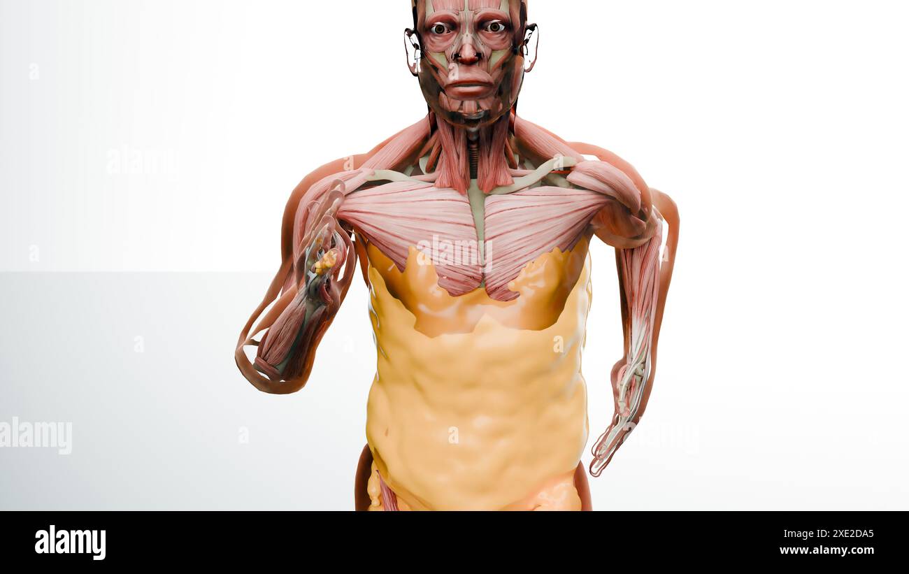 Weight loss Comparison. man body transformation. running jogging for ...