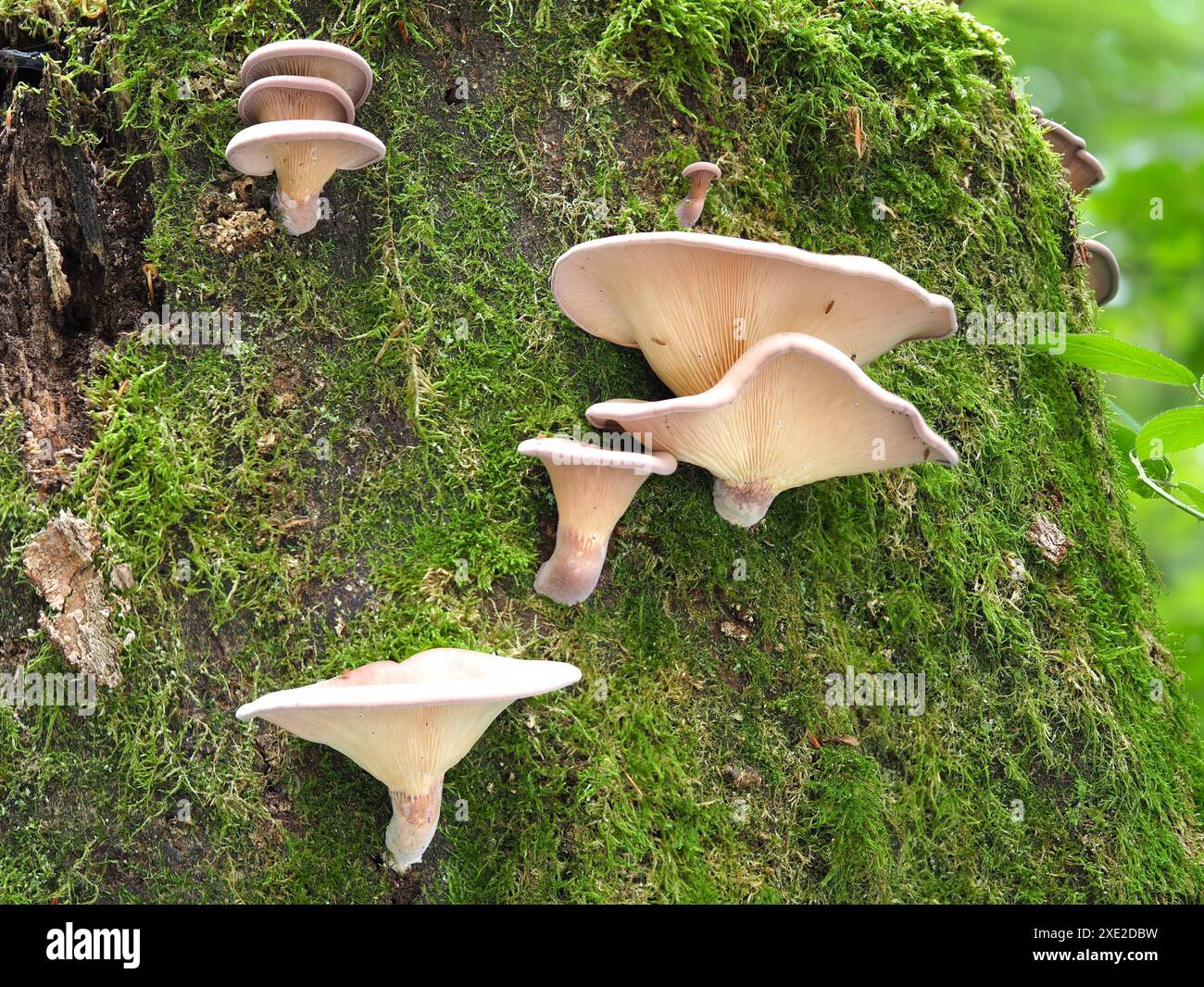 Lilac oysterling, Panus conchatus Stock Photo - Alamy