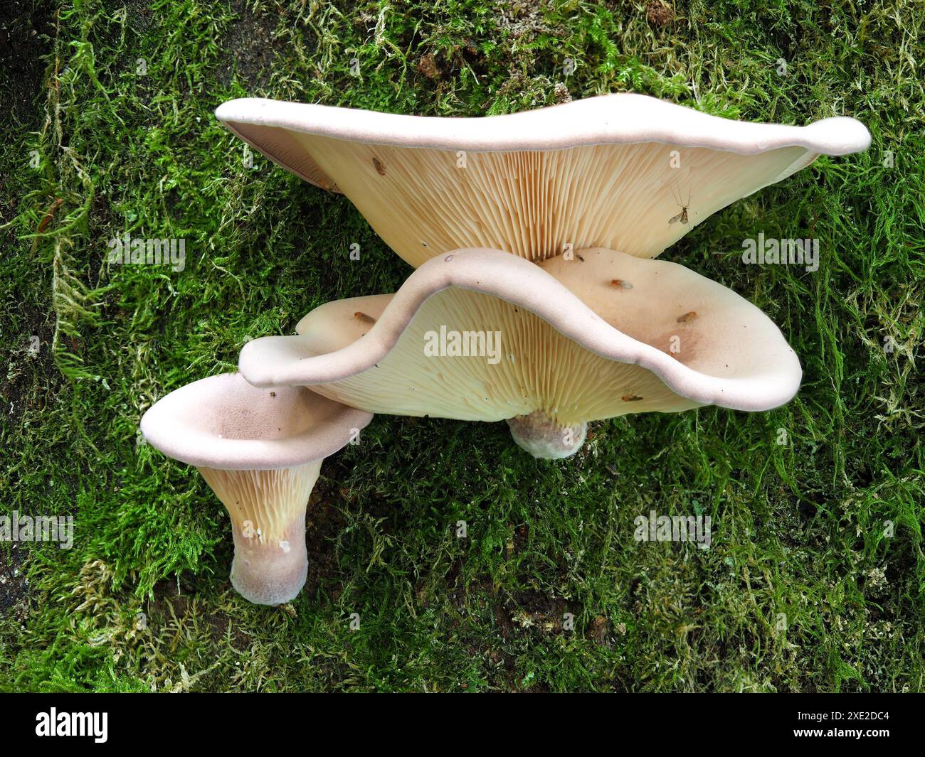 Lilac oysterling, Panus conchatus Stock Photo - Alamy