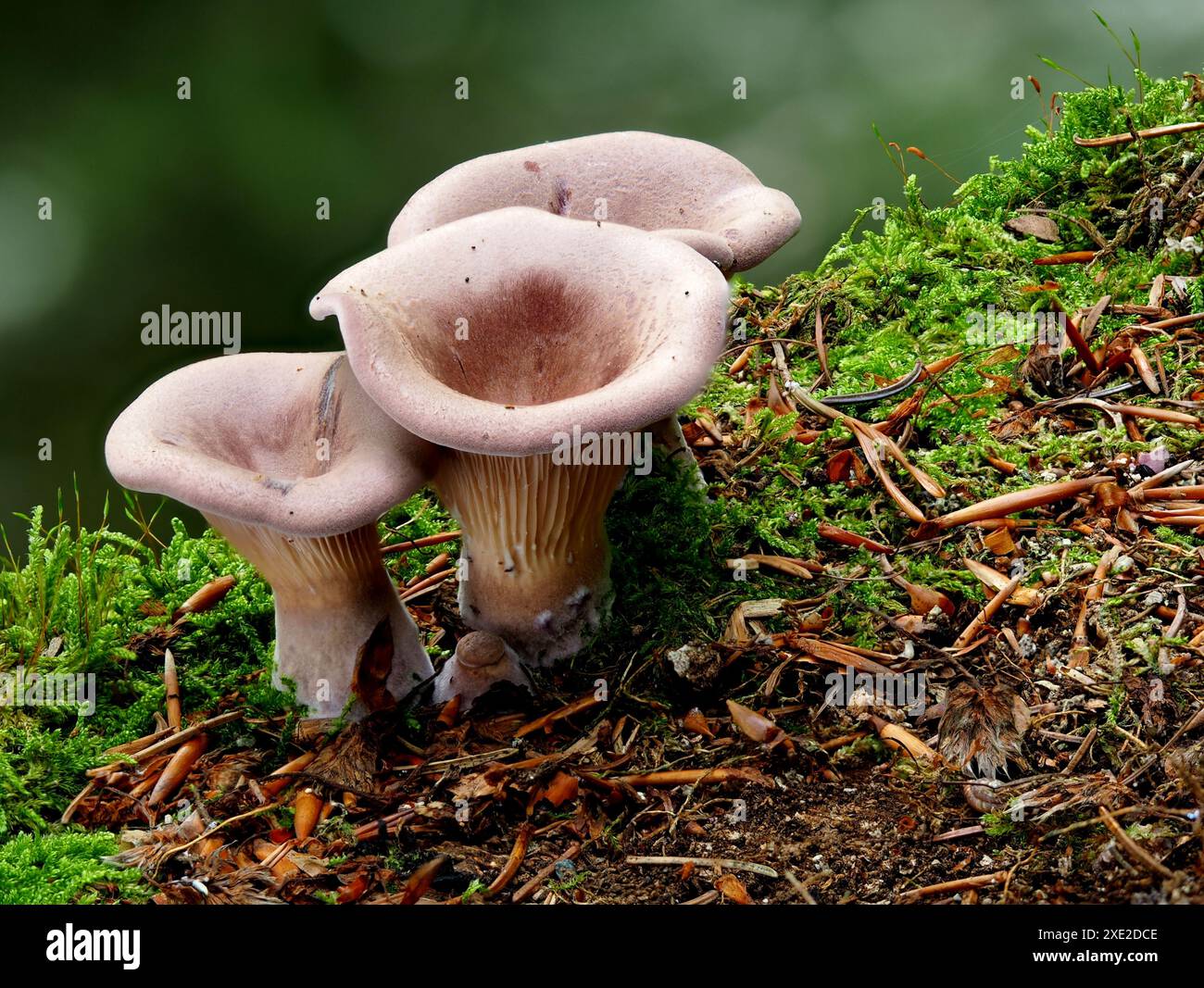 Lilac oysterling, Panus conchatus Stock Photo - Alamy