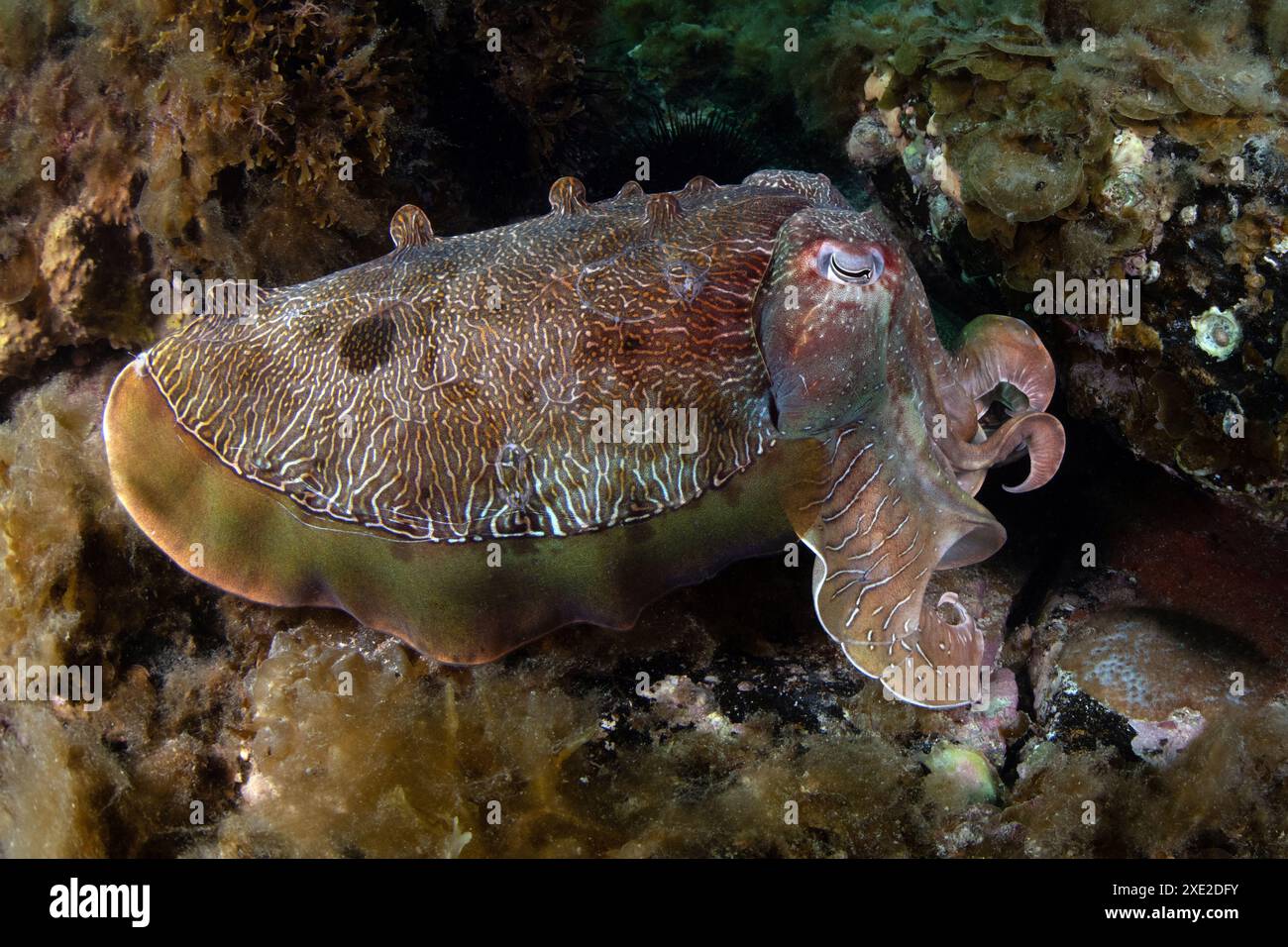 Australian Giant Cuttlefish Stock Photo - Alamy