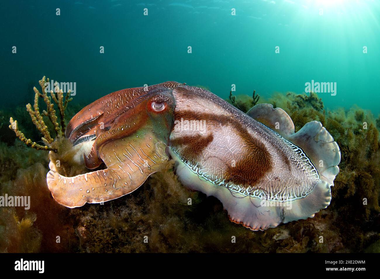 Australian Giant Cuttlefish Stock Photo - Alamy