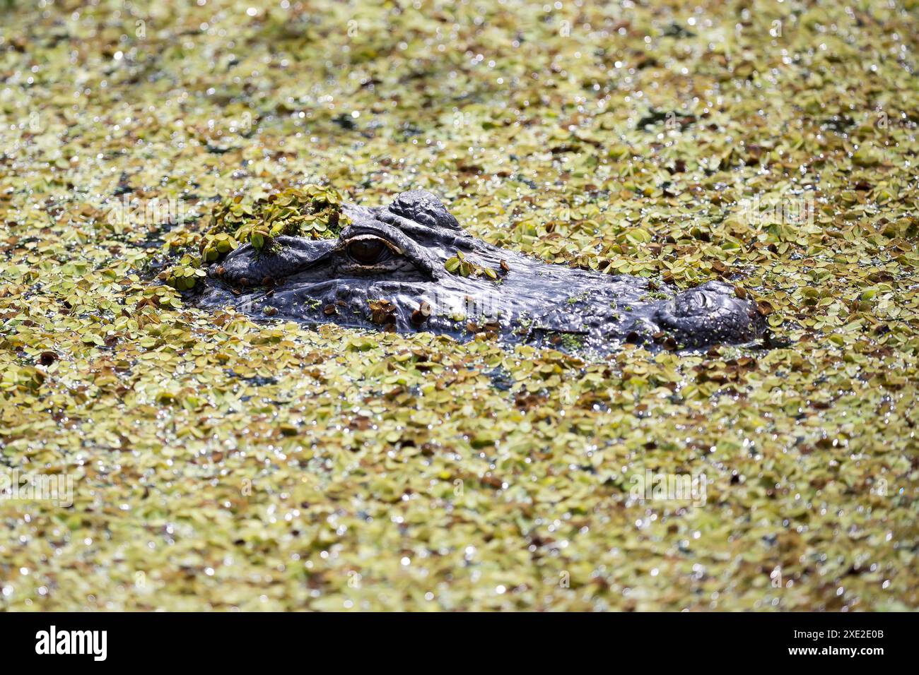 Alligator in river wildlife hi-res stock photography and images - Alamy
